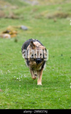 A German Shepherd dog running on a sunny day in a park Stock Photo - Alamy