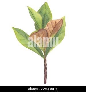 Green magnolia leaves isolated on white background. Hand painted ...