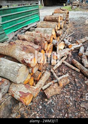 outdoor scene of the cut mangrove wood log Stock Photo - Alamy