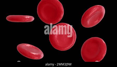 Image of micro of red blood cells on black background Stock Photo - Alamy