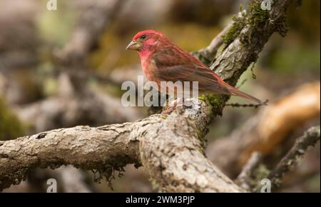 House finch (Haemorhous mexicanus), William Finley National Wildlife ...