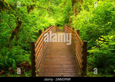 Trail bridge, McDowell Creek Falls County Park, Oregon Stock Photo - Alamy