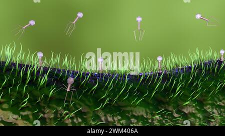 3d rendering of bacteriophages that infect and destroy bacteria Stock ...