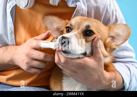 Male owner brushing teeth of corgi dog on blue background, closeup ...