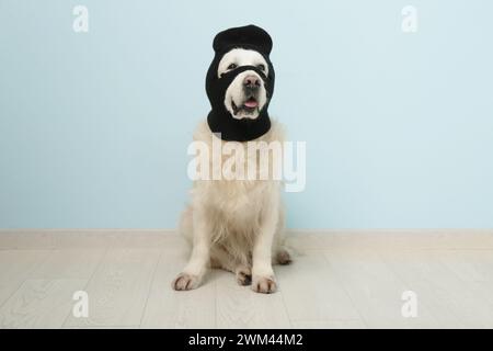 Adorable labrador dog in balaclava with gun and money bag near blue ...