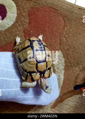 A small turtle with a healed broken part of its shell, the turtle's ...