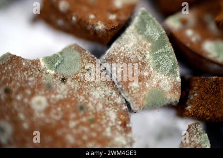 Mold, mould, one of the structures that certain fungi can form, dust ...