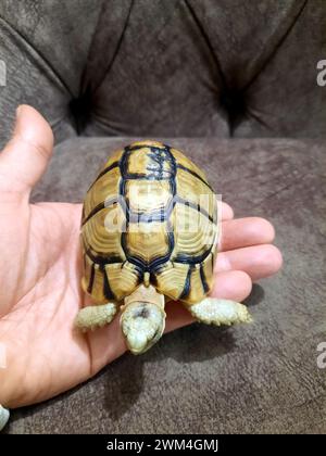 A small turtle with a healed broken part of its shell, the turtle's ...