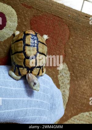 A small turtle with a healed broken part of its shell, the turtle's ...