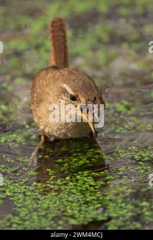 A vertical closeup of a wren bird perching on the mossy tree trunk ...