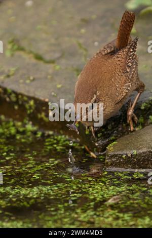 Closeup of the small brown wren bird feeding its hatchlings in the nest ...