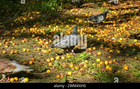 Pigeons walk on the ground among fallen and rotten yellow apples and ...