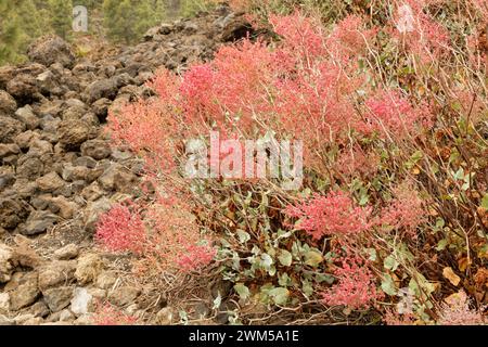 Madeira sorrel (Rumex maderensis), endemic to Madeira and the Canaries ...