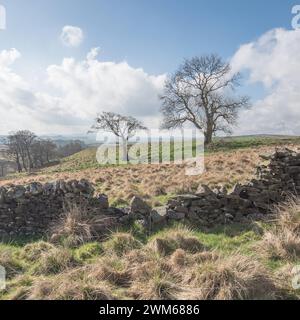 Looking back towards New Pasture plantation whilst on a walk alongside ...
