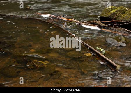 RIVER TEAM - Ousbrough Wood, Gateshead, Tyne & Wear, England Stock ...