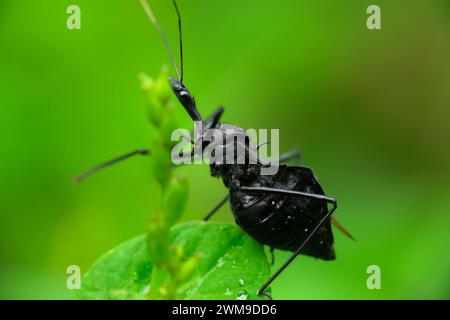 Image of Assassin bug (Sycanus croceovittatus) on the branch. Insect ...