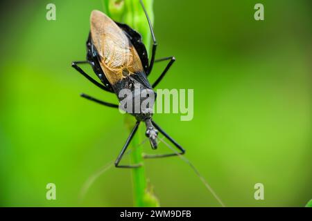 Image of Assassin bug (Sycanus croceovittatus) on the branch. Insect ...