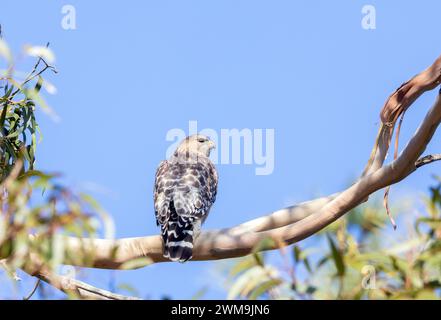 Red Shouldered Hawk Female Stock Photo - Alamy