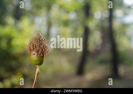 An acorn on the tree with a blurred background Stock Photo - Alamy