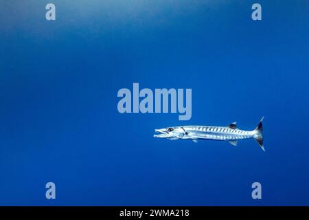 Striped Barracuda fish, Sphyraena, swims through clear blue waters ...