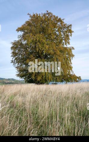 common beech (Fagus sylvatica), Bench behind a beech hedge, Germany ...