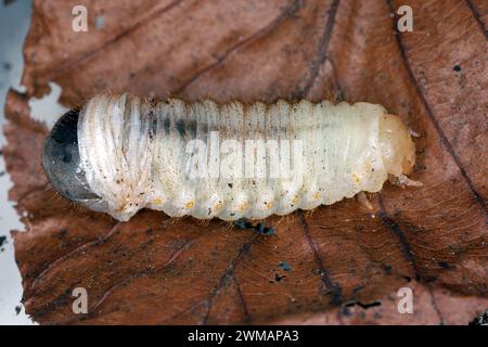 Beetle larva in the process of changing its skin, moulting ...