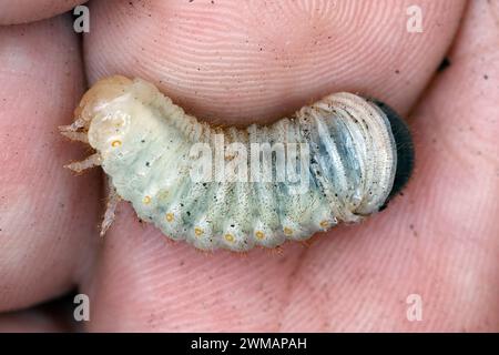Beetle larva in the process of changing its skin, moulting ...