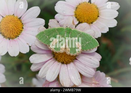 Detailed closeup on the green Blotched emerald geometer moth, Comibaena ...