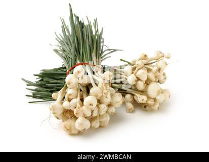 Allium macrostemon Bunge on white background Stock Photo - Alamy