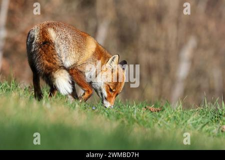 Italian red foxes Stock Photo - Alamy