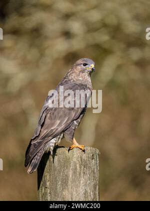 Common buzzard in late winter sunshine in mid Wales Stock Photo - Alamy