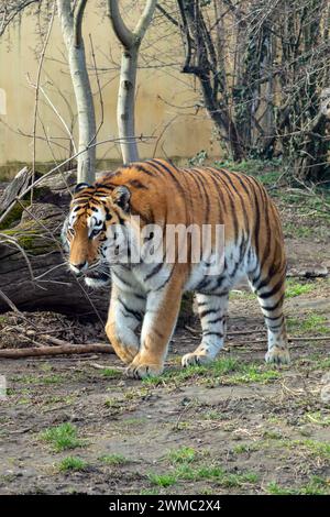 Siberian Tiger at Schönbrunn Zoo,Vienna, Austria, Europe Stock Photo ...