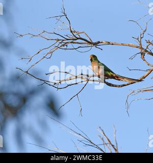 Juvenile Western rosella (Platycercus icterotis) which lacks the ...