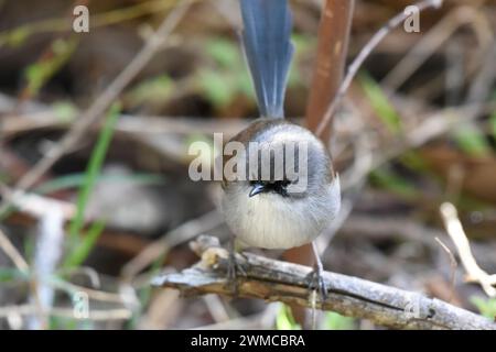 Male Red-winged fairywren (Malurus elegans) in non-breeding plumage ...