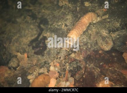Net-spinning caddisfly larvae (Hydropsyche Stock Photo - Alamy