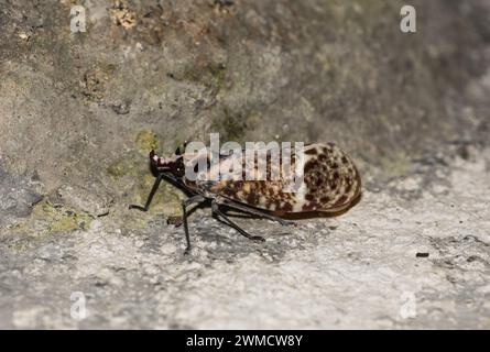The amazing and odd looking (check out the "nose") Dragon-headed Bug ...