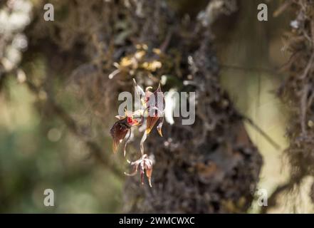 Flowering orchid Telipogon falcatus in Chingaza National Park, Colombia ...