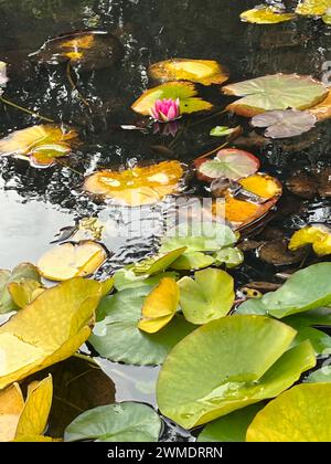 A single lily pad surrounded by floating aquatic plants on the surface ...