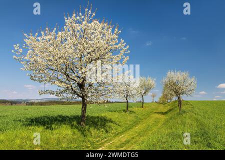 bridle path and alley of flowering cherry and plum trees, Springtime ...