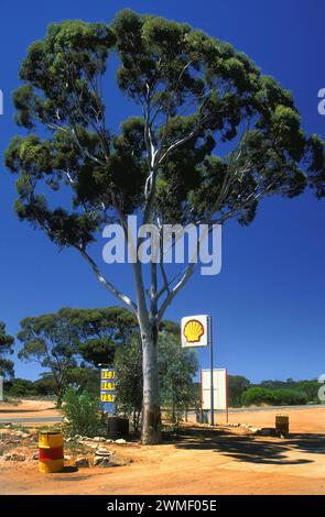 Salmon Gum tree ( Eucalyptus salmonophloia ), Southwest Australia Stock ...