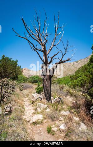 Burnt Dead Tree at Guadalupe Mountains National Park in Western Texas ...