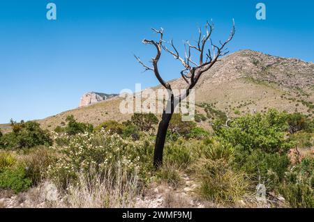 Burnt Dead Tree at Guadalupe Mountains National Park in Western Texas ...