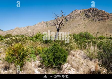 Burnt Dead Tree at Guadalupe Mountains National Park in Western Texas ...