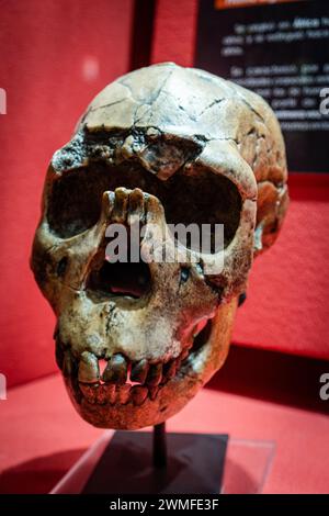 Homo ergaster, ,skull replica, Museo de la evolución humana, MEH ...