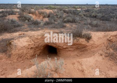 Wombat burrow entrance on Nullarbor Plain Western Australia Stock Photo ...