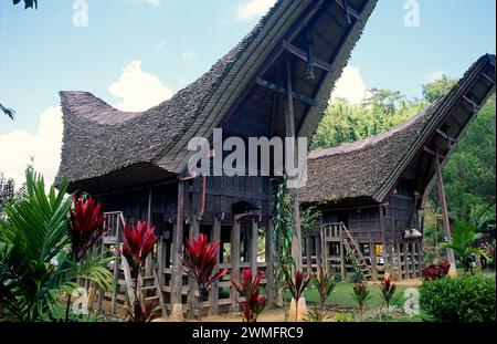 Tongkonan traditional houses in Tana Toraja, Sulawesi, Indonesia Stock ...