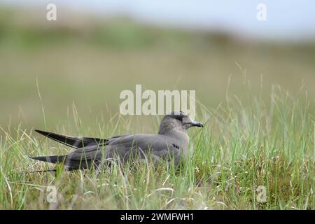 The Parasitic jaeger (North America) is the same bird that Europeans ...