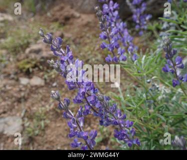 Purple wildflowers found in the Southern Oregon high desert Stock Photo ...