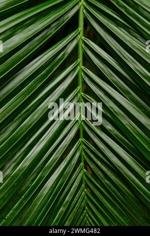 A Talipot Palm Corypha umbraculifera with large gold blossoms in Rio De ...