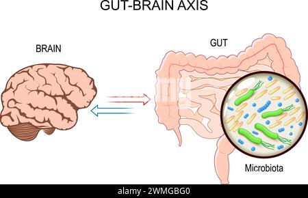 Brain-gut axis. Gut microbiota. Vagus nerve and Enteric nervous system ...